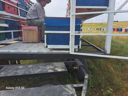 Асалари прицеп, 72 асалари оиласи билан
