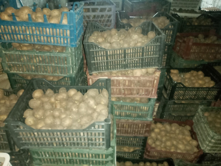 Qizil va qora(natasha) kartoshka urug'lari sotiladi