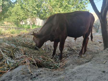 Mol sigir sotiladi