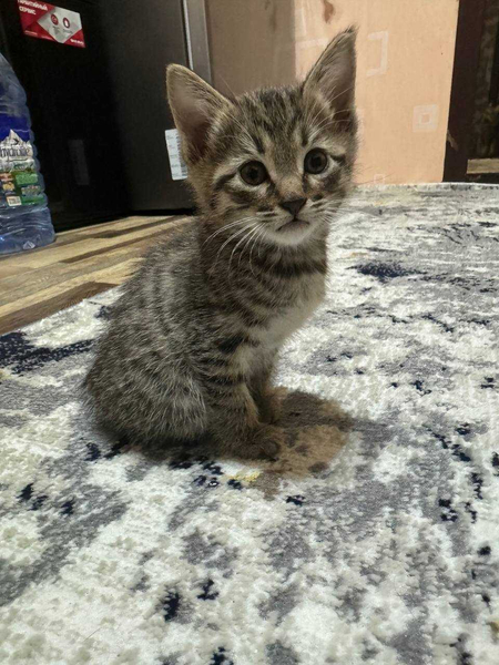 Котята в заботливые руки!
