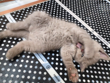 Котята Скоттиш 1.5 мес!