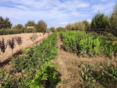 Lemon koʻchatlari
