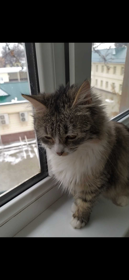 Продётся кошка порода МАНЧКИН