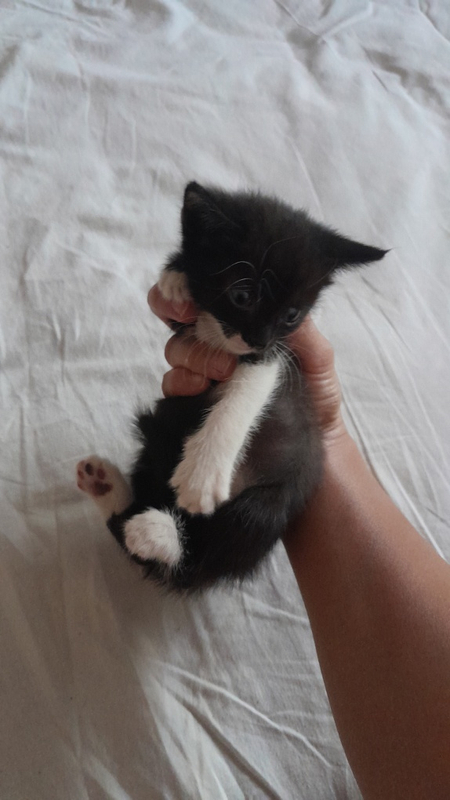 Котеноки 1,5 месяца домашние