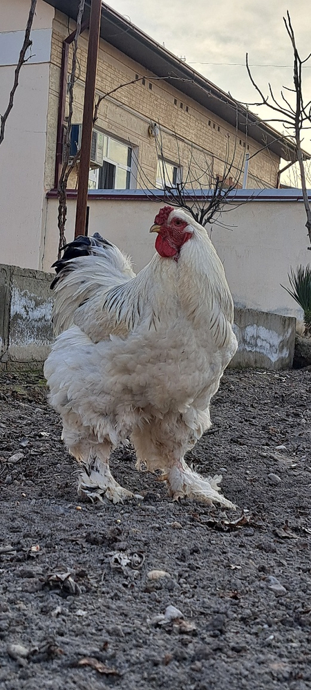 BRAMA XOROZ kelishamiz