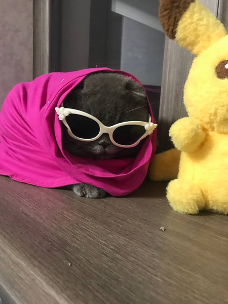 Породистая кошка продается