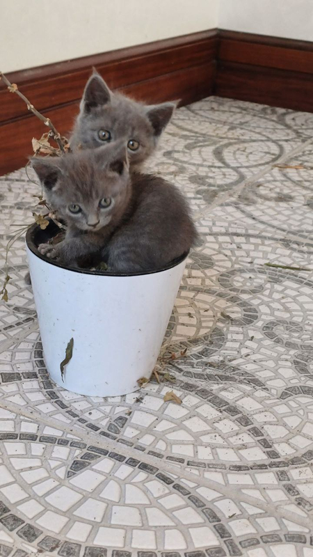 Продается котята скоттиш страйт 2 месяца.