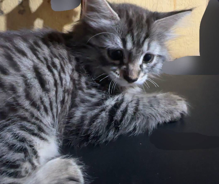 котята даром, 2.5 месяца