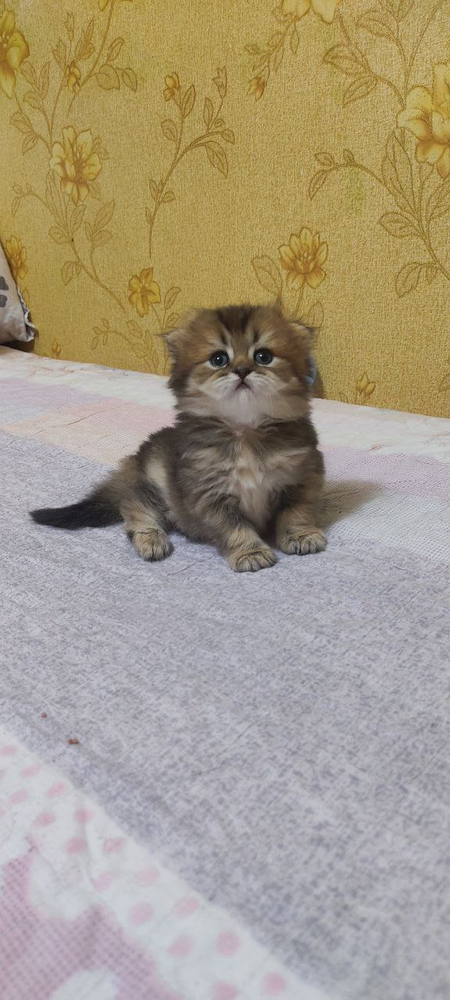 Продается котенок