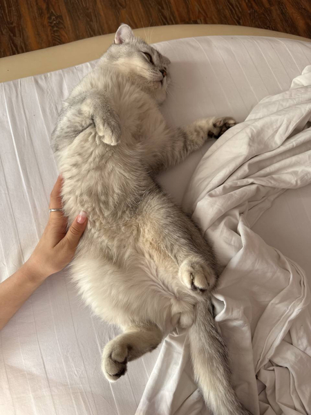 Вязка кота
