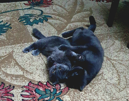Породистые котята