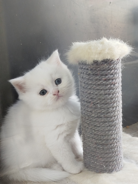 Британский котёнок