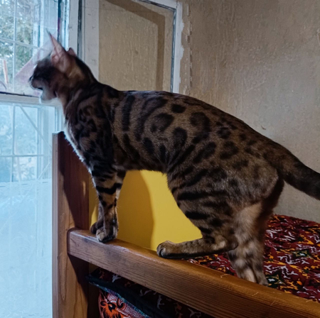 Бенгальская кошка