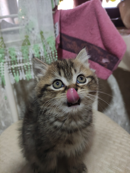 Шотландские Скотиш страйт мальчик