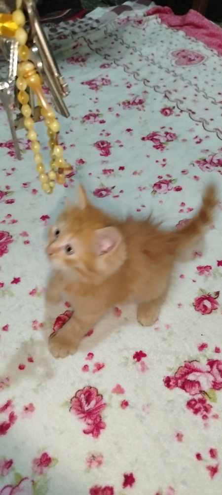 Продам котёнка мальчик 2 месяца. Страйт мама, папа шиншила
