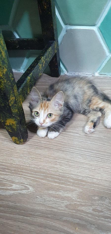 Котенок-девочка 2,5 месяца