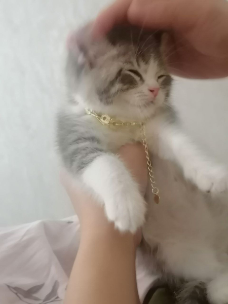 Котенок скотиш страйд Mushukcha Skotishi strayd