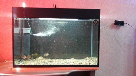 Akvariumla sotiladi srochno