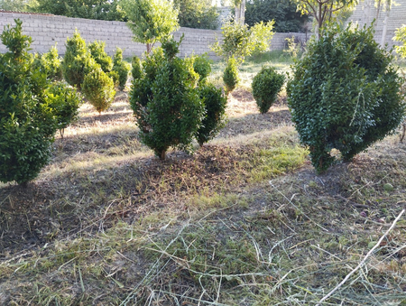 Shamshot la bor arzon narxlarda