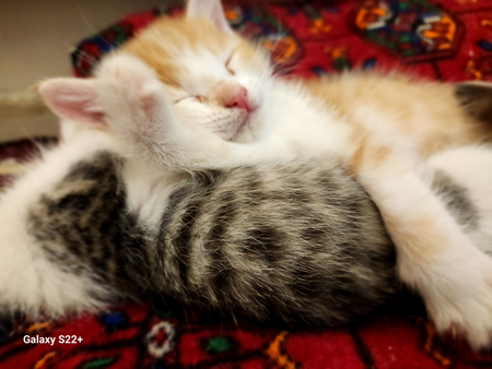 Отдам котят на хорошие руки