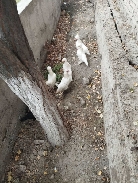 Yapon tovuqla tuxumda 1 yowar .