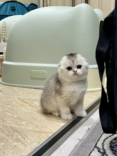 Шотланский Скоттиш фолд ! Шиншилла !