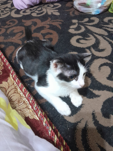 Только в добрые руки! Домашний котёнок (девочка)!