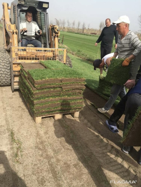 Посев рулонного газона