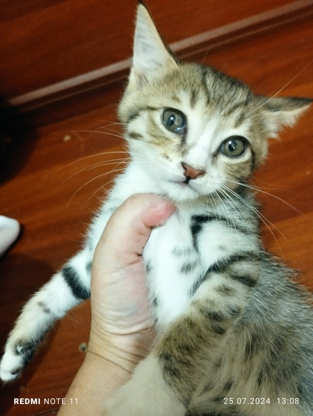 Отдам даром котенка