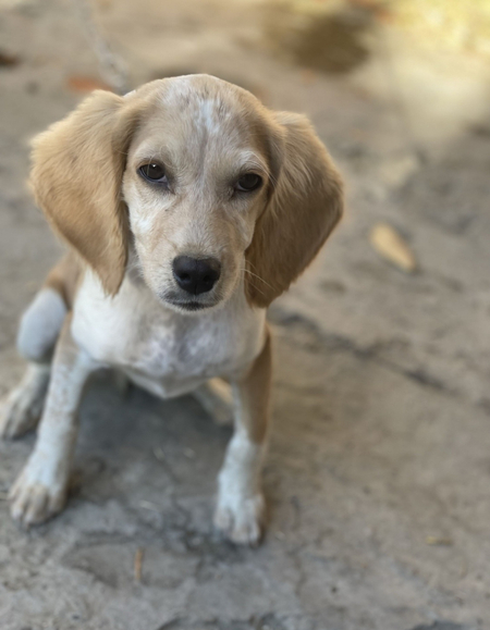 Ovchi kuchuk bolasi 3oylik [spaniel] qoni tozasi
