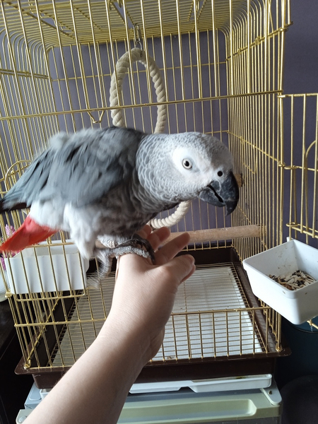 Срочно продается Жако