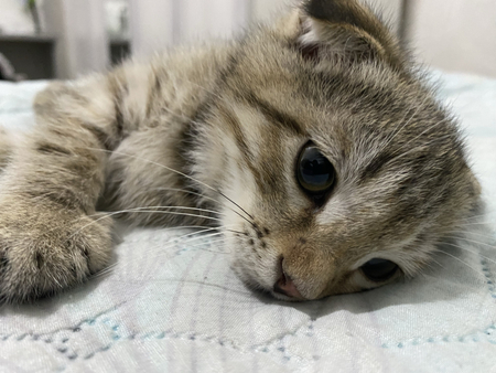 котенок скоттиш фолд девочка очень умная