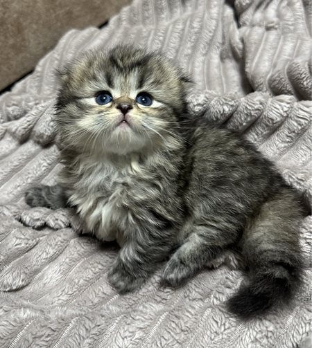 Продается котята