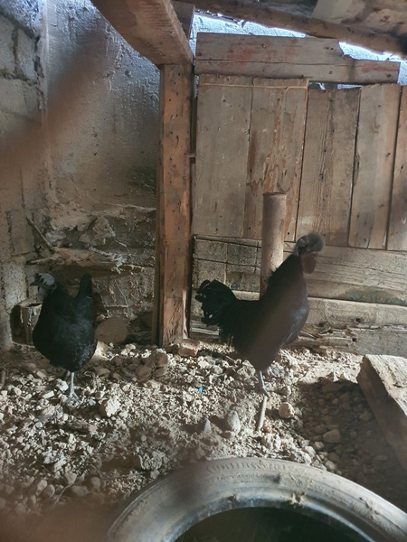 Продам пару кур Ухейлюй