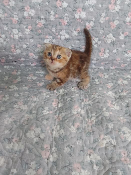Продается котенок