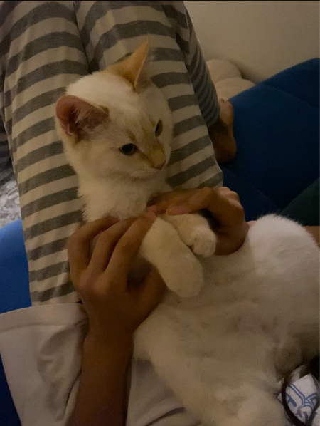 Передадим котика в новый дом к любящим людям.