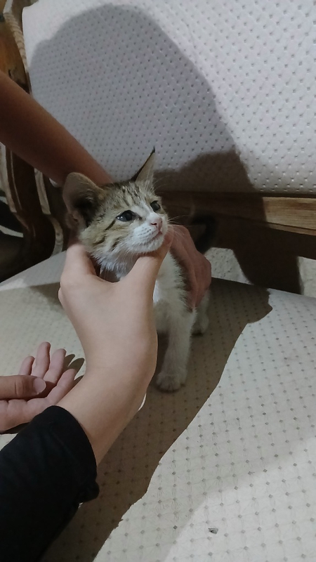 Отдам в хорошие руки котят