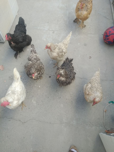 Продается домашних куруцы