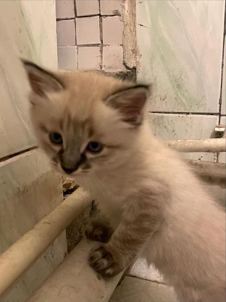 сиамский котенок