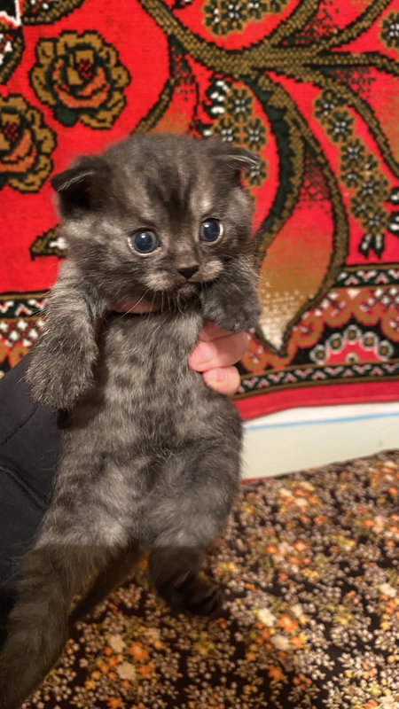 Котёнок скоттиш фолд