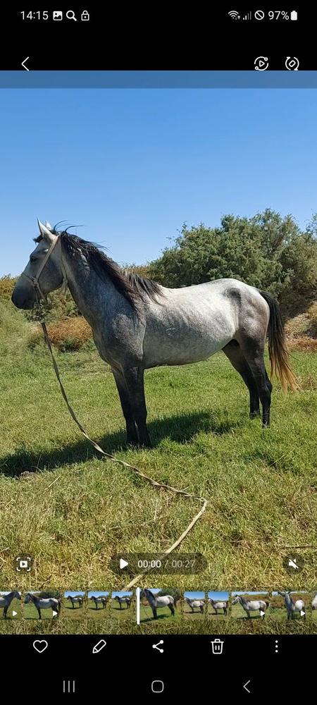Toy sotiladi, 5 yosh