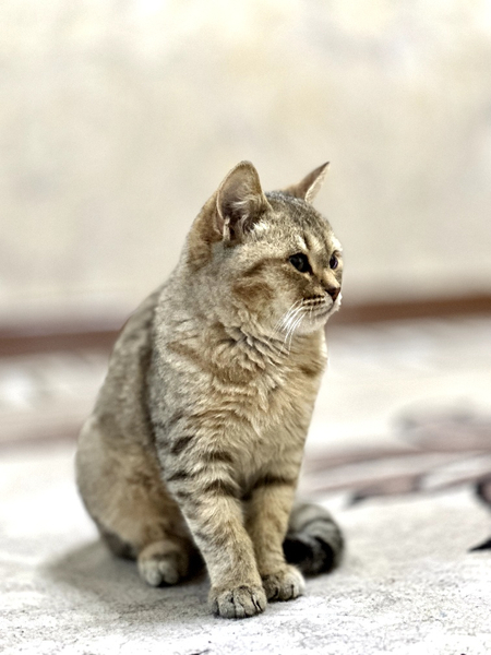 Zalataya shinshila