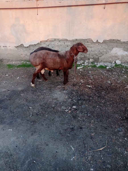 Qazoqi toza semiz tagal sotiladi