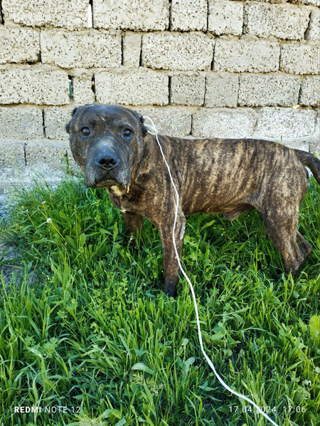 Pit bul emlangan soglom