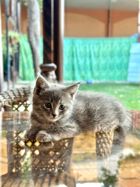 Котята в хорошие руки!