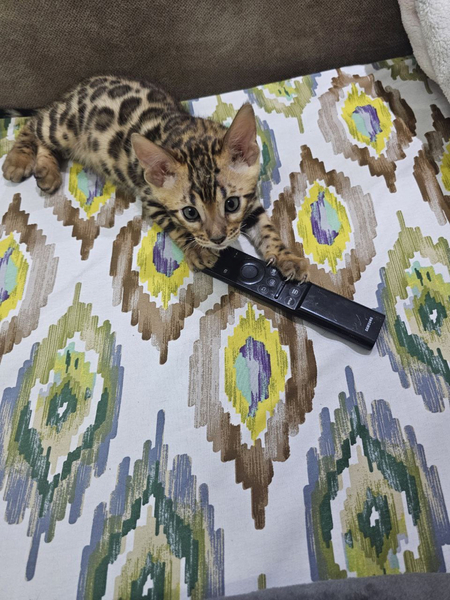 котенок Бенгальской породы