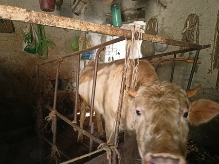 Buqala sotiladi 15 milyondan