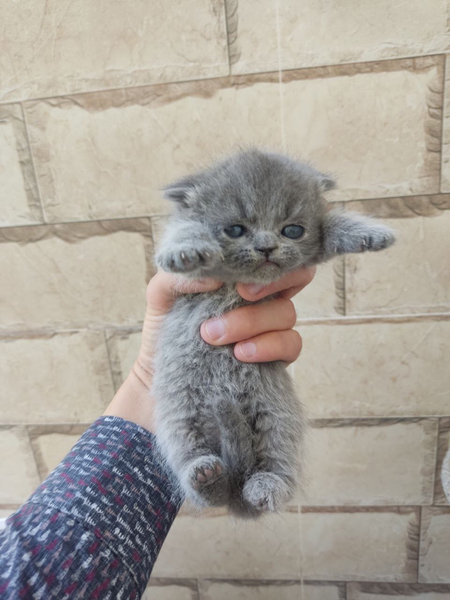 britanskiy mushu bolasi