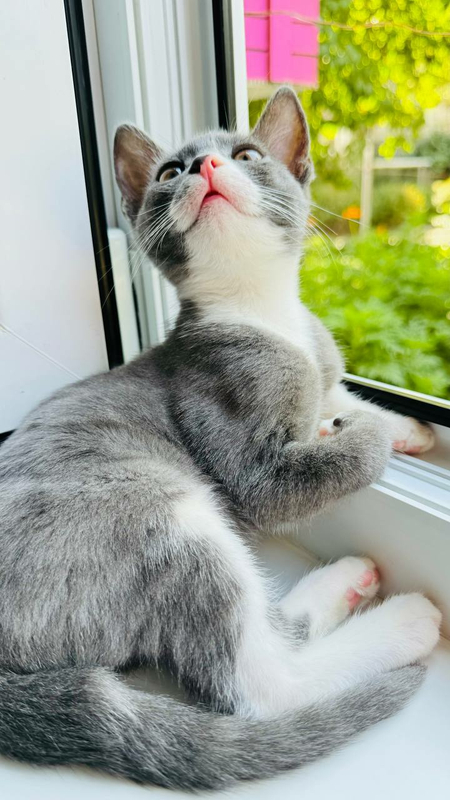 Отдам даром котенок