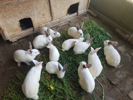 Кролики на продажу